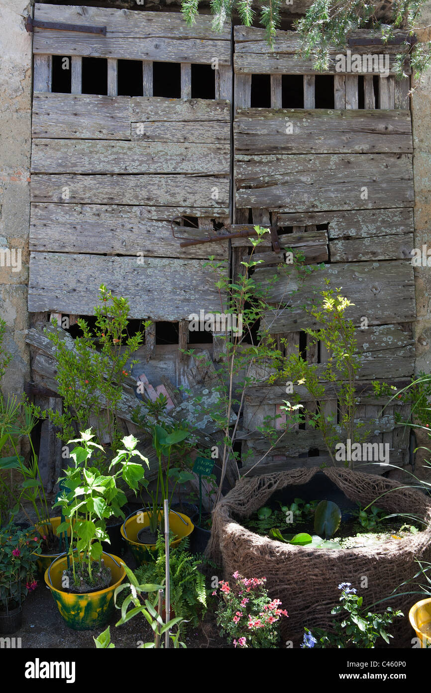 Shade plants hi-res stock photography and images - Alamy