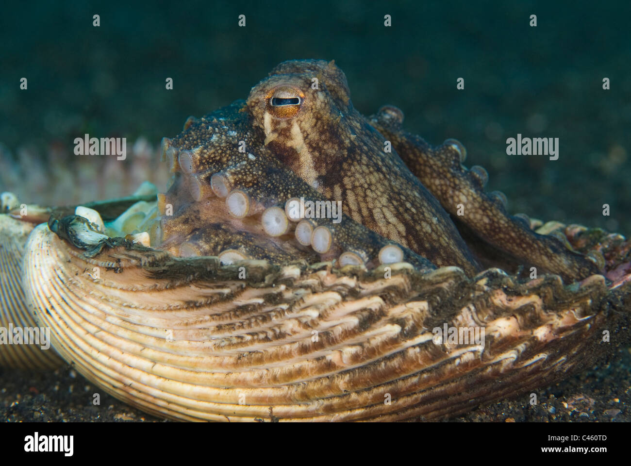 Veined Octopus, Octopus marginatus, using shell for shelter and ...