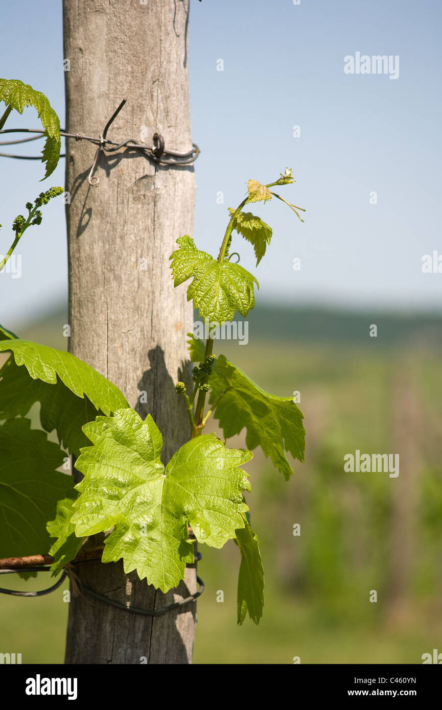 Vine shoots in spring hi-res stock photography and images - Alamy