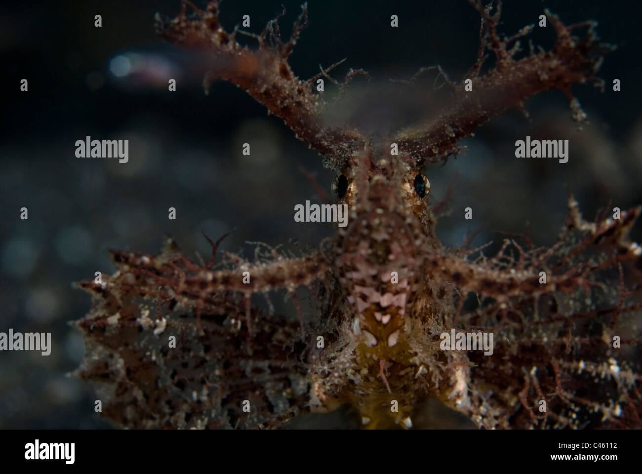 Portrait of Ambon Scorpionfish, Pteroidichthys amboinensis, KBR, Lembeh ...
