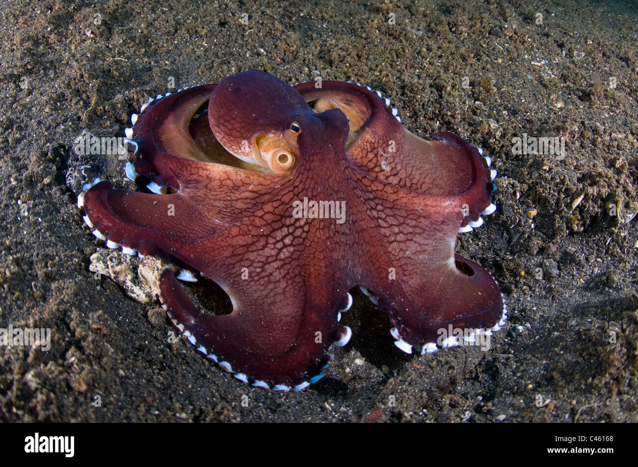 Veined Octopus, Octopus marginatus, hunting for food on sand, KBR ...