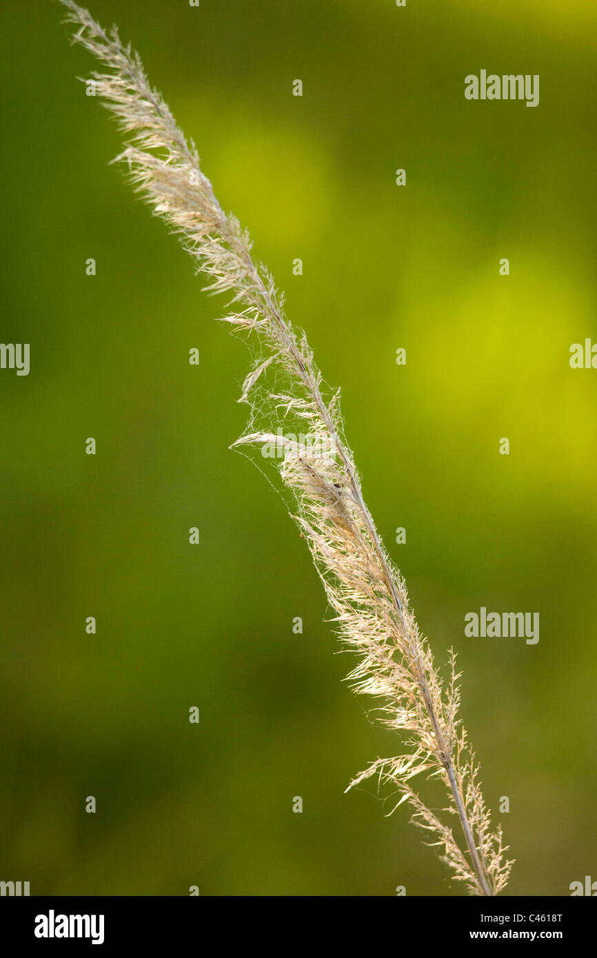 Spring flora and fauna hi-res stock photography and images - Alamy