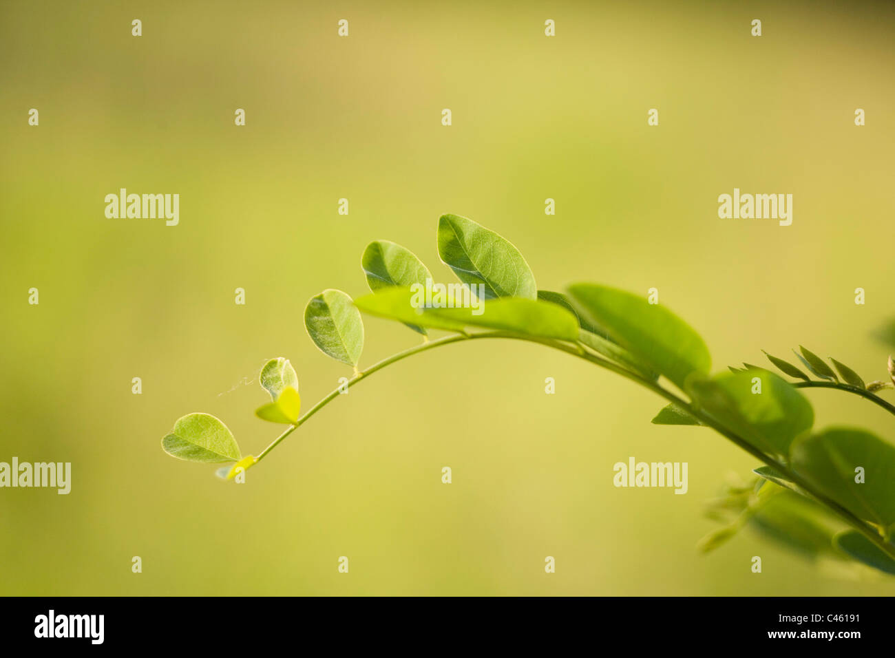 Spring flora and fauna hi-res stock photography and images - Alamy