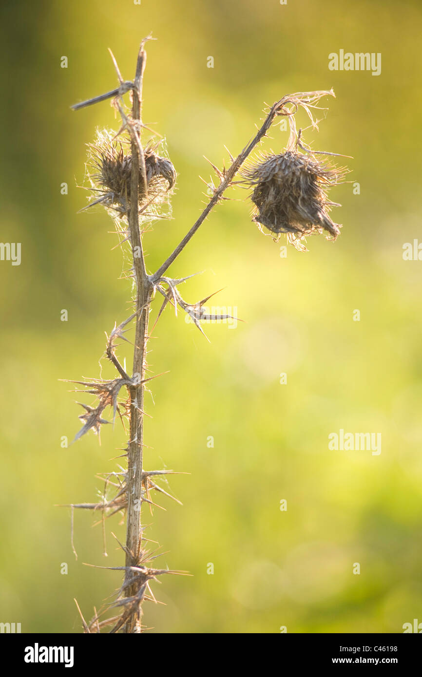 Spring flora and fauna hi-res stock photography and images - Alamy