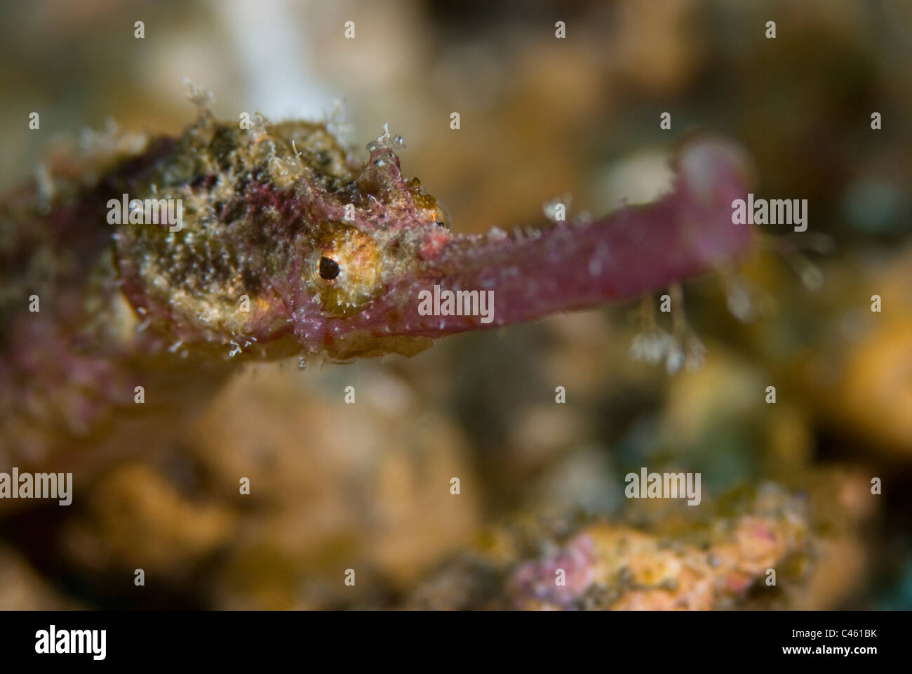 Winged Pipefish, Halicampus macrorhynchus, close up of face, KBR ...