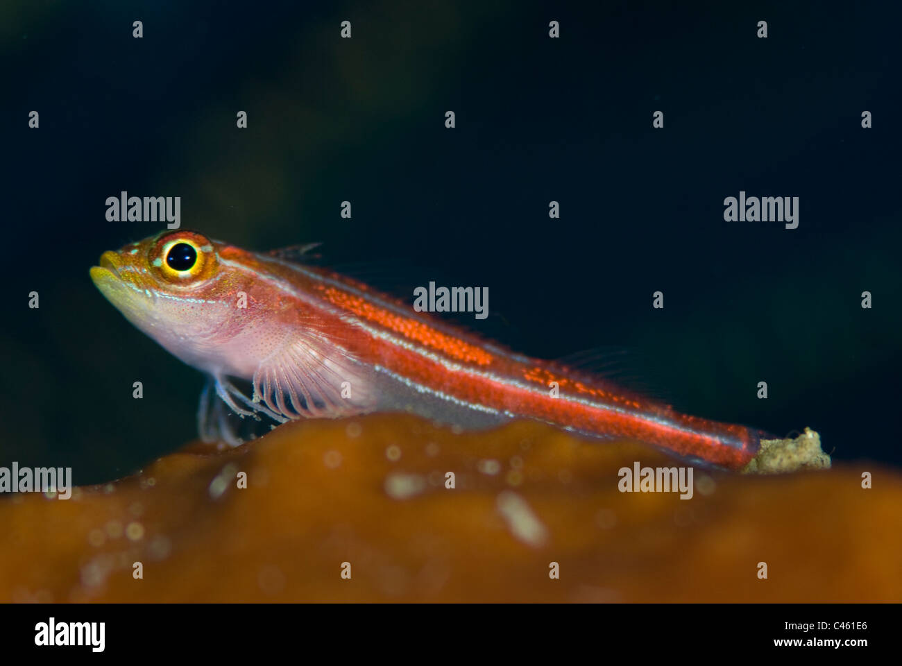 Striped Triplefin, Helcogramma striatum, KBR, Lembeh Strait, Sulawesi ...