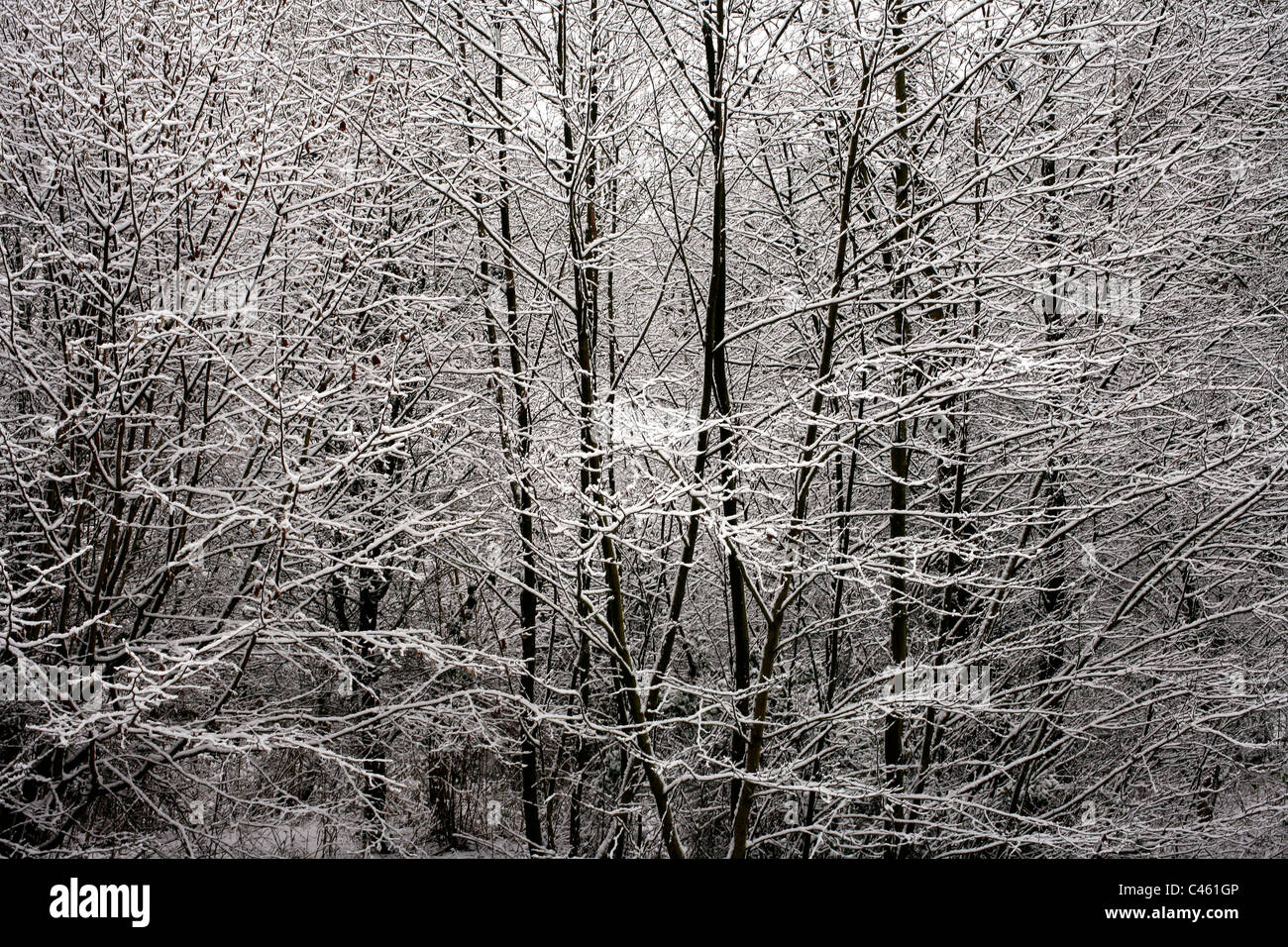 Snow forest of dean hi-res stock photography and images - Alamy