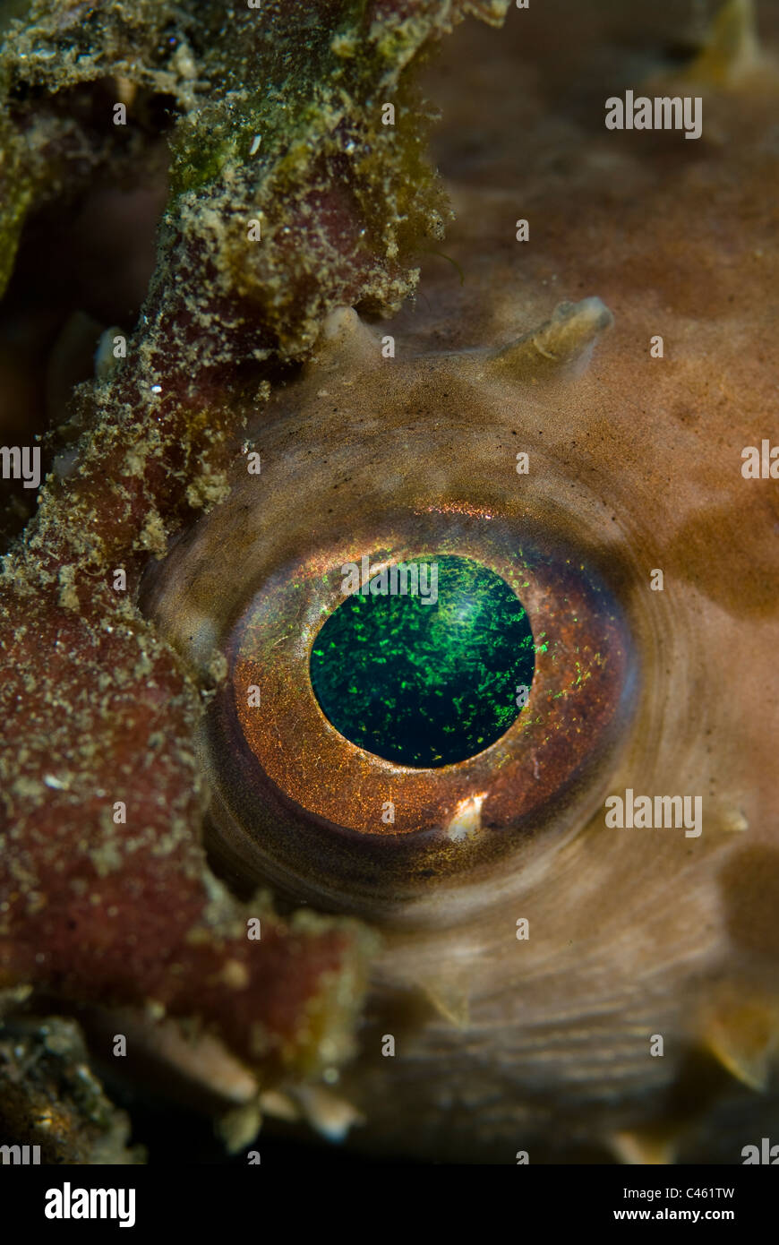 Cyclichthys orbicularis hi-res stock photography and images - Alamy