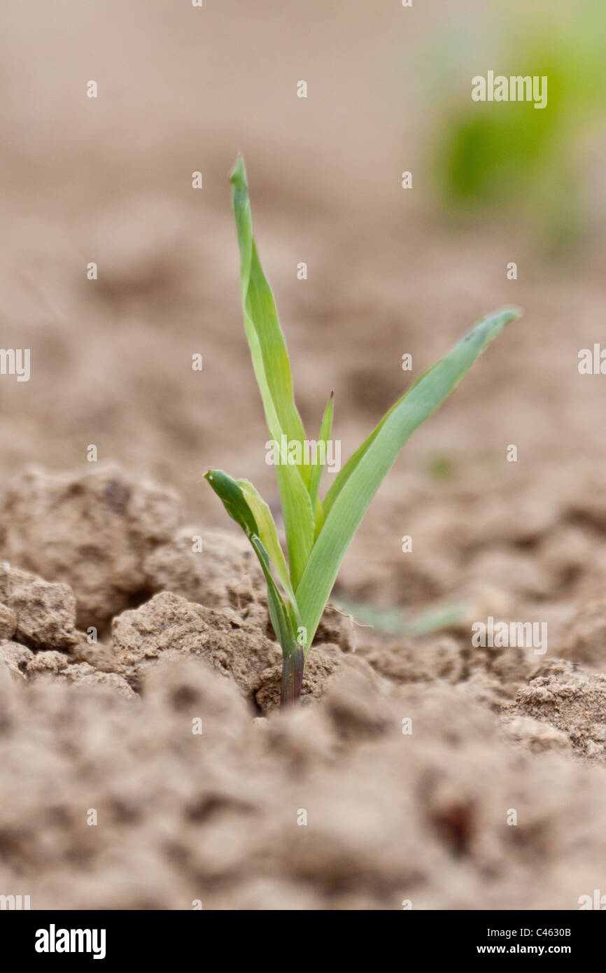Maize in the early stage of growth Stock Photo - Alamy