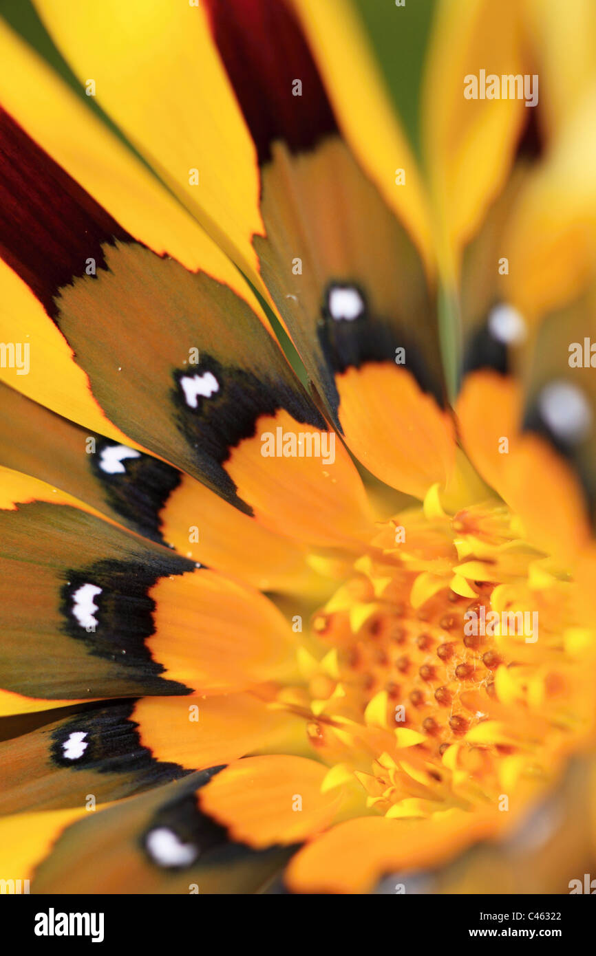 flower in a Greek garden in Kos Dodecanese Islands Greece Stock Photo ...
