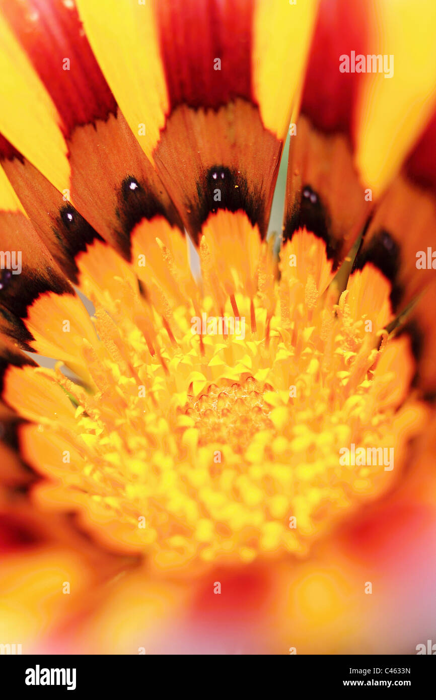 flower in a Greek garden in Kos Dodecanese Islands Greece Stock Photo ...