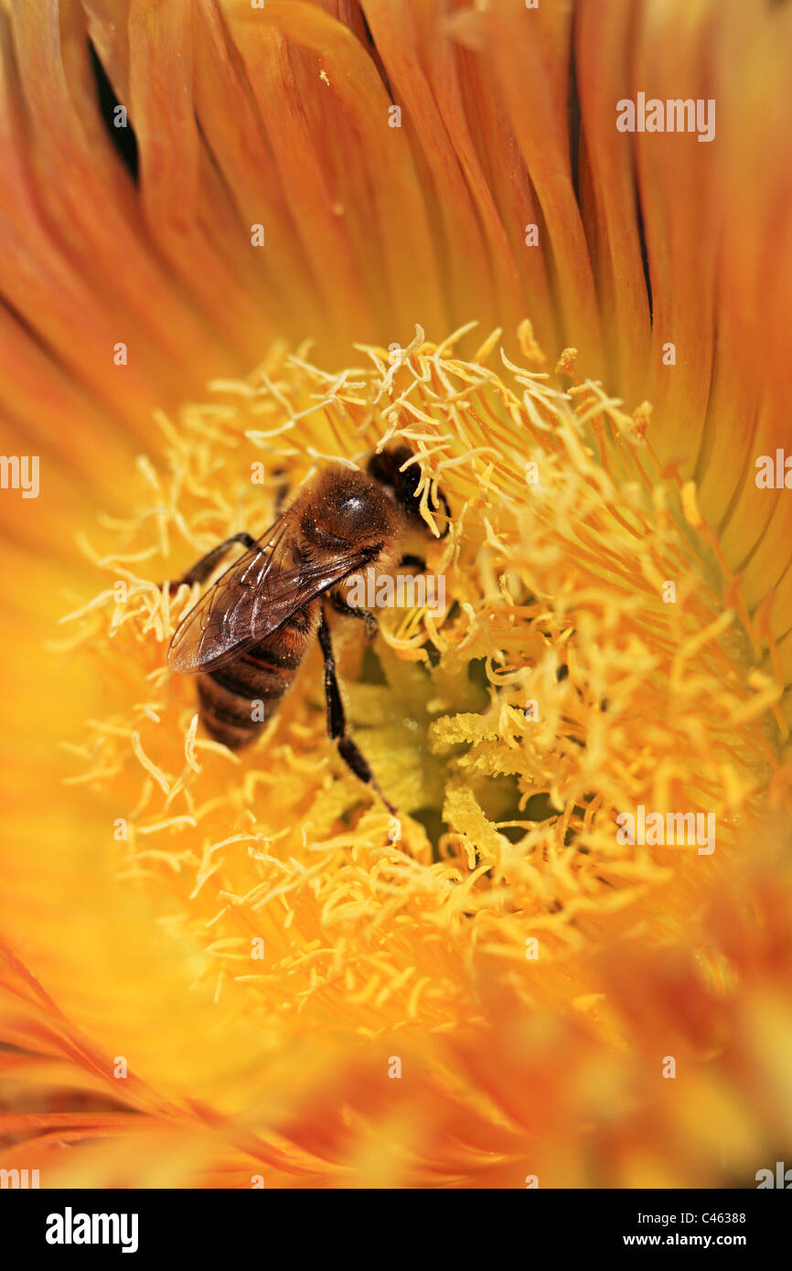 Purple flower creeper hi-res stock photography and images - Alamy