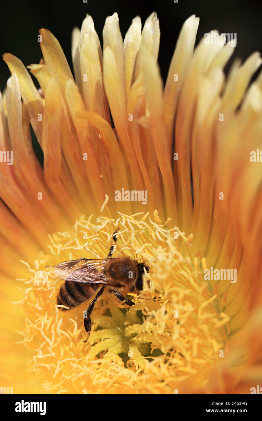 Greek island bee hi-res stock photography and images - Alamy
