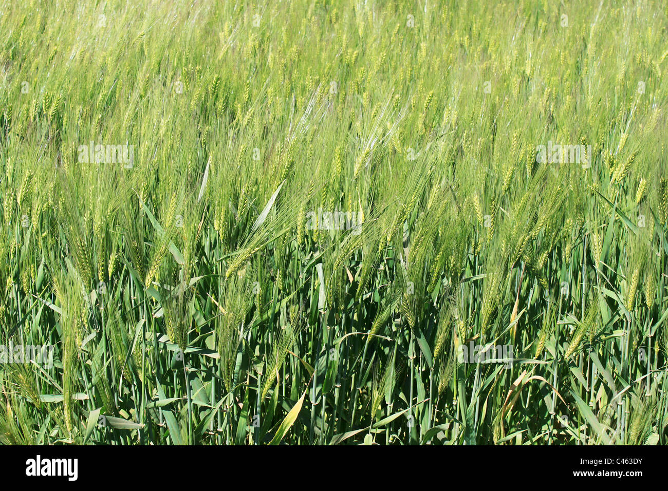 green wheat field Stock Photo - Alamy
