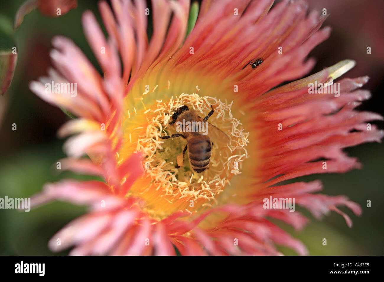 Bee on a creeper flower in Kos Island Dodecanese Greece Stock Photo - Alamy