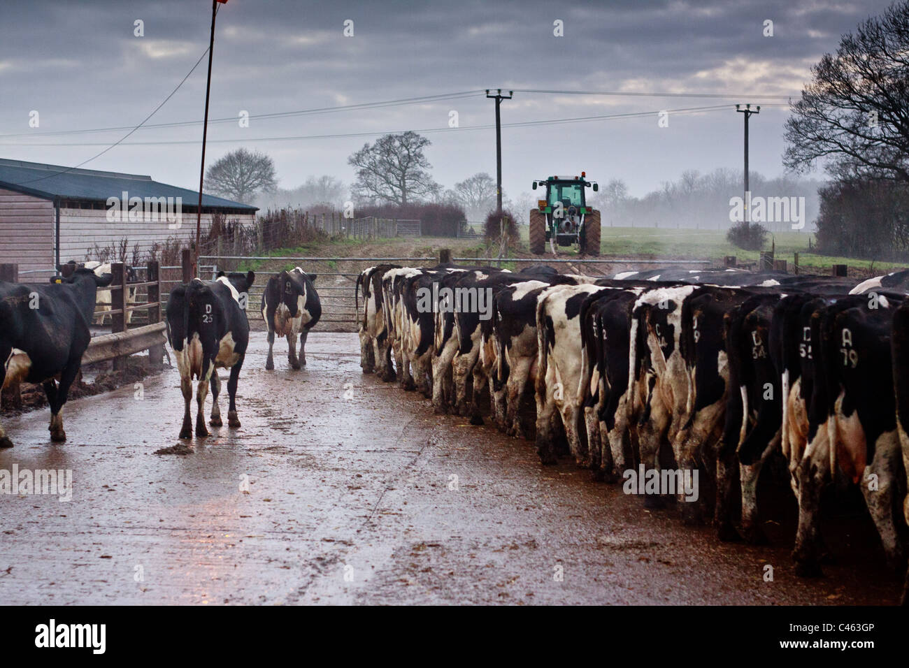 Cows eating after milking Stock Photo - Alamy