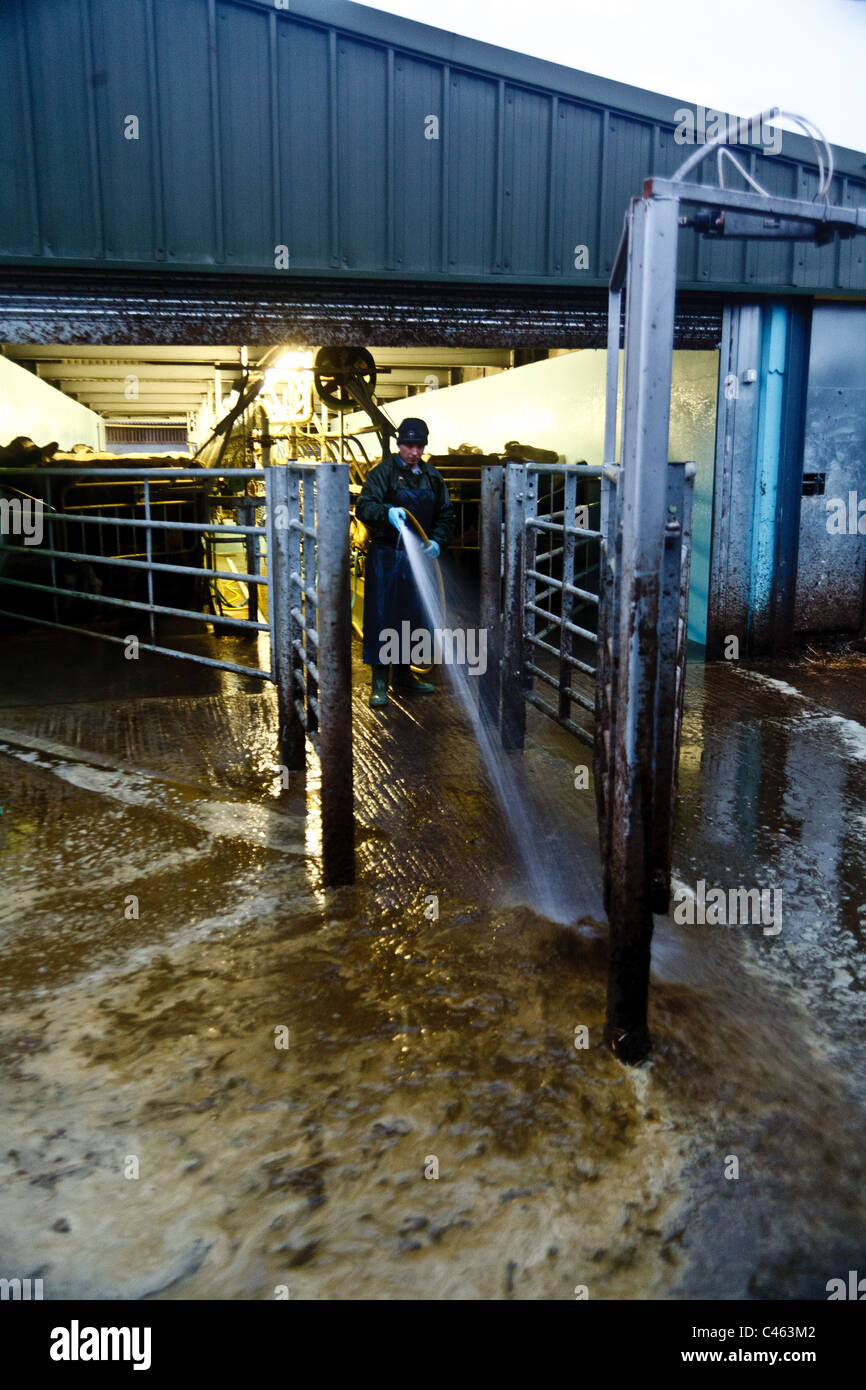Cleaning of cows hi-res stock photography and images - Alamy