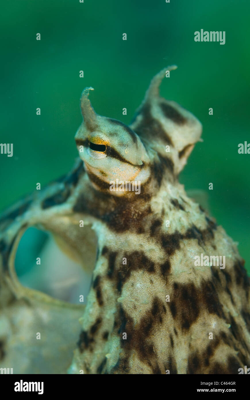 Portrait of Mimic Octopus, Thaumoctopus mimicus, KBR, Lembeh Strait ...