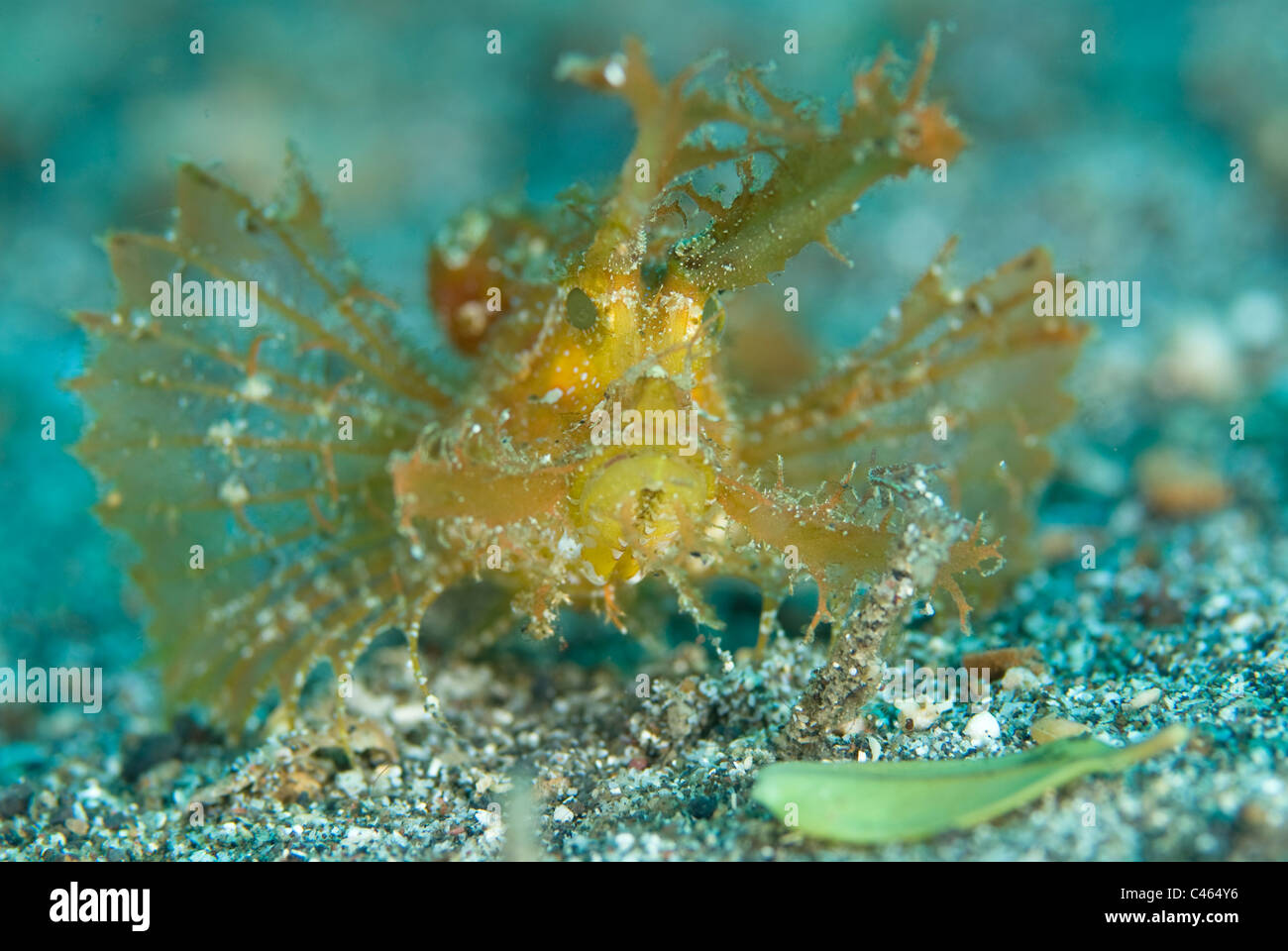 Portrait of Ambon Scorpionfish, Pteroidichthys amboinensis, KBR, Lembeh ...