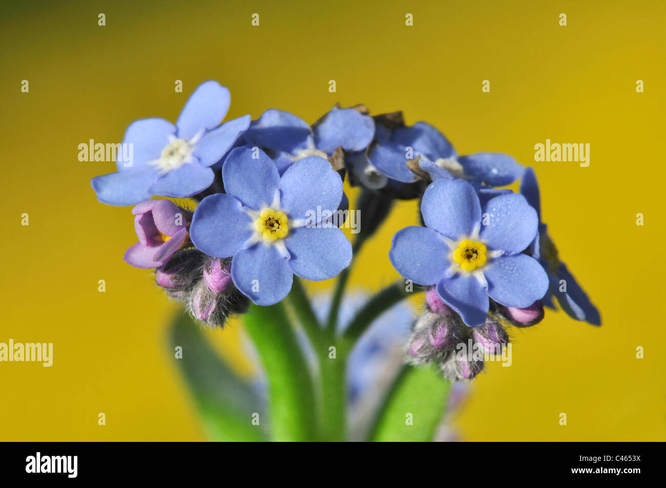 Forget me not with yellow eye hi-res stock photography and images - Alamy