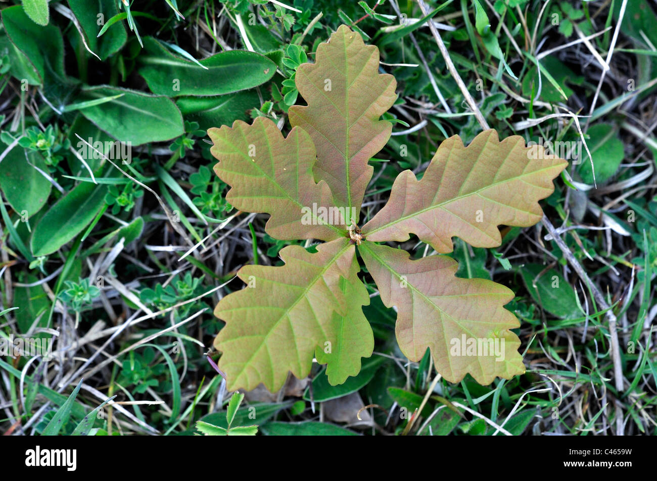 A young oak tree (Quercus robur ) taken from above looking down on the ...