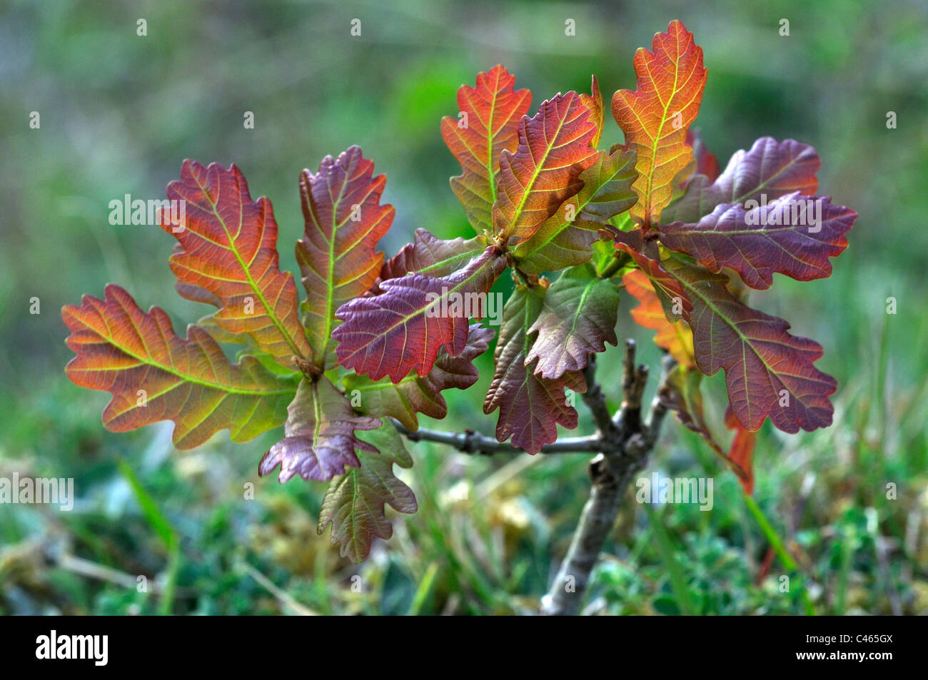 A young oak tree (Quercus robur ) showing its trunk and branches with ...