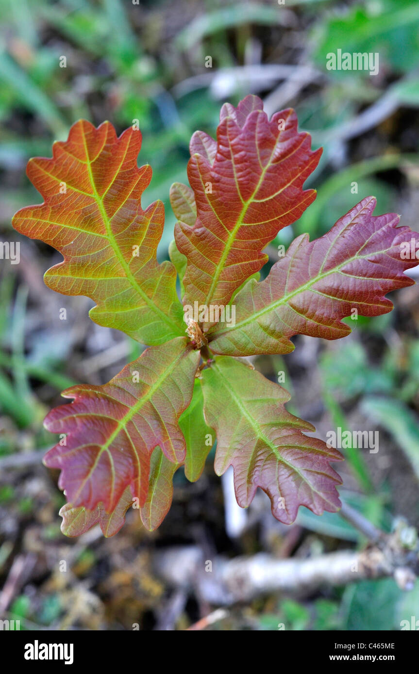 Five lobed leaves hi-res stock photography and images - Alamy