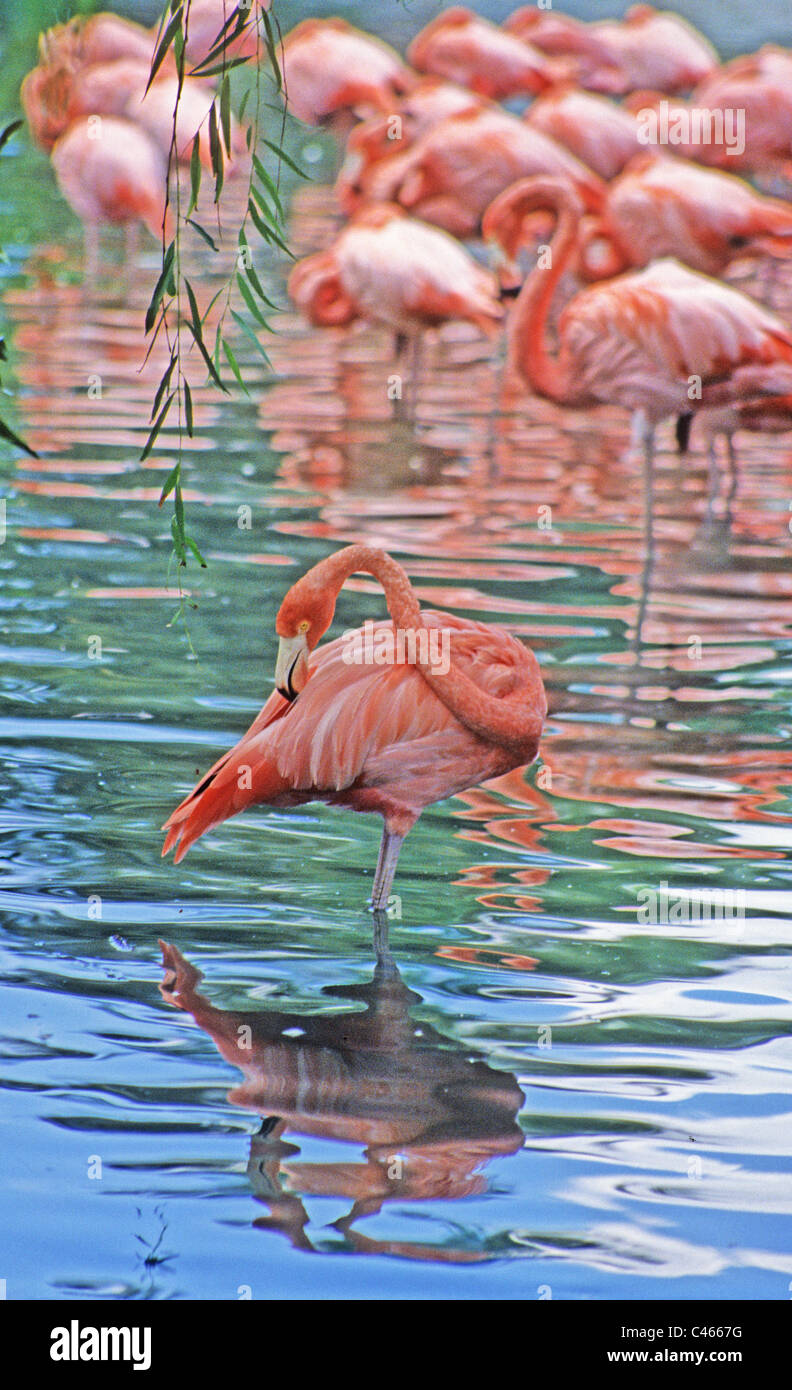 Flamingos are easily identifiable, colourful wading birds and often ...