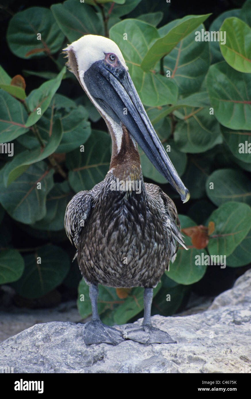 There is something prehistoric about the Brown Pelican (Pelecanus ...