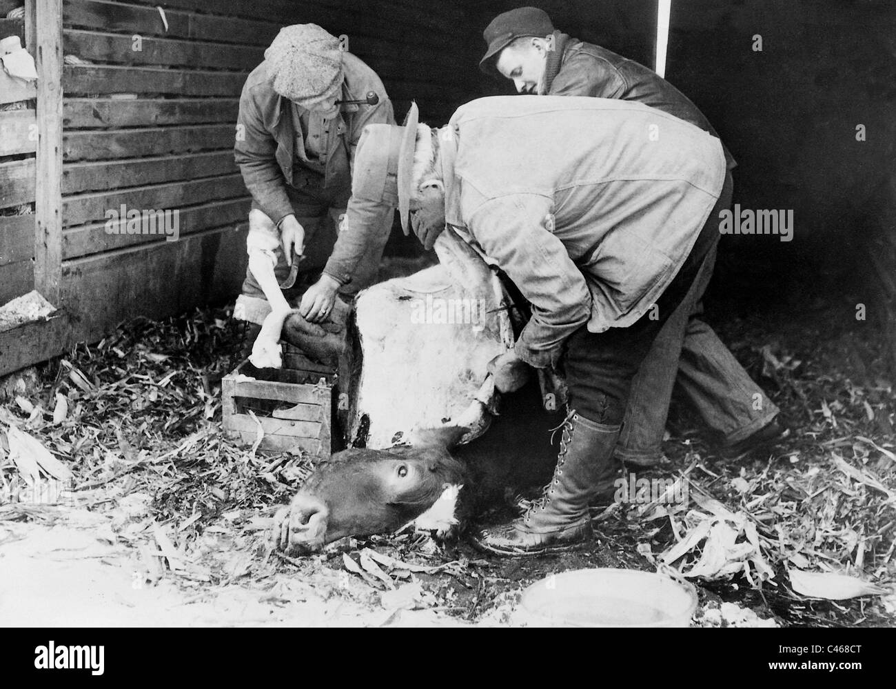 Emergency slaughter during the Great Depression, 1933 Stock Photo - Alamy