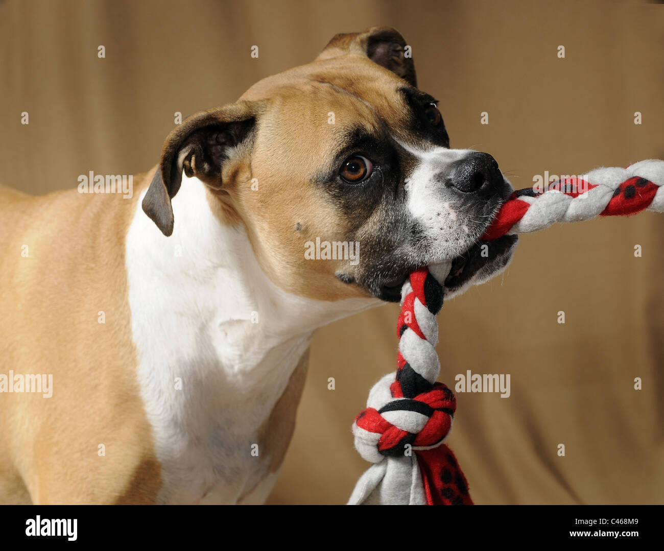 Female American Bulldog Boxer Mix