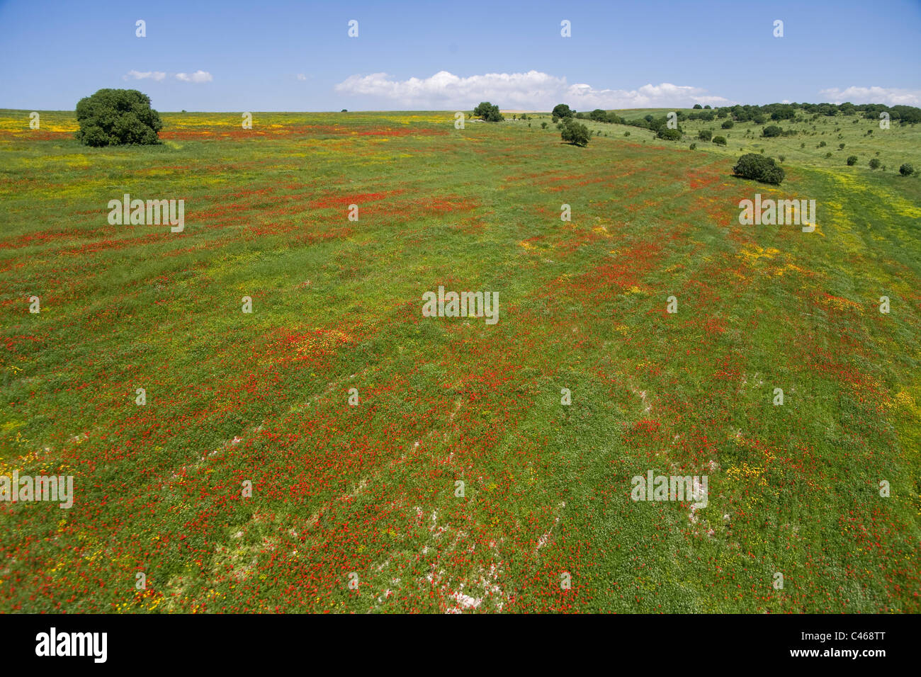 Aerial photograph of a blooming field in Israel Stock Photo - Alamy