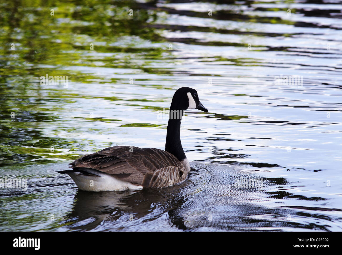 A Canada goose floating on calm water Stock Photo - Alamy