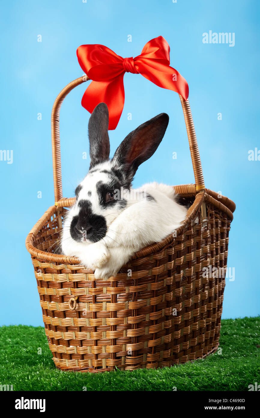 Image of cute spotty rabbit in basket on green grass over blue ...