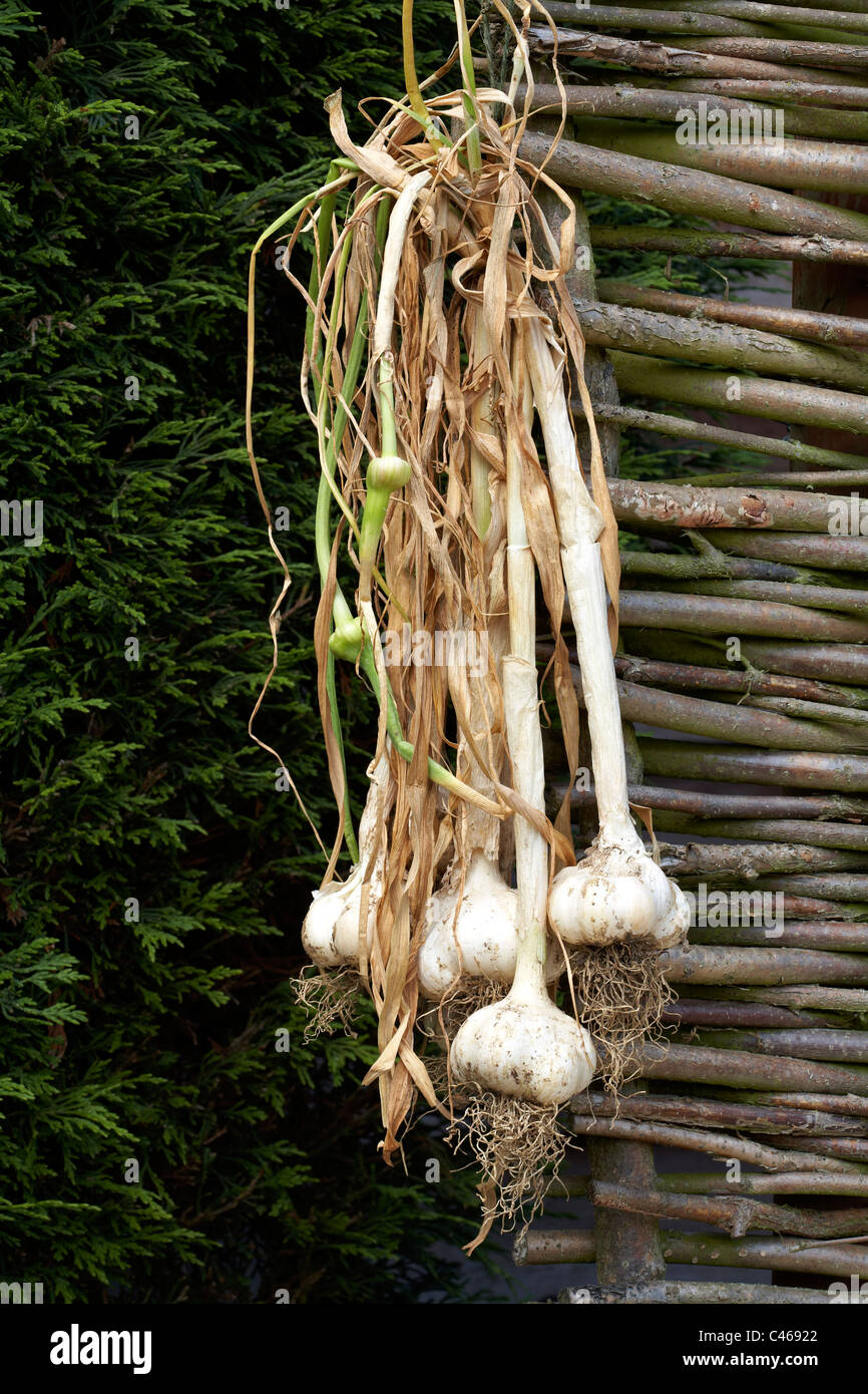 Garlic (Marco) recently lifted drying out and hanging on willow fence ...