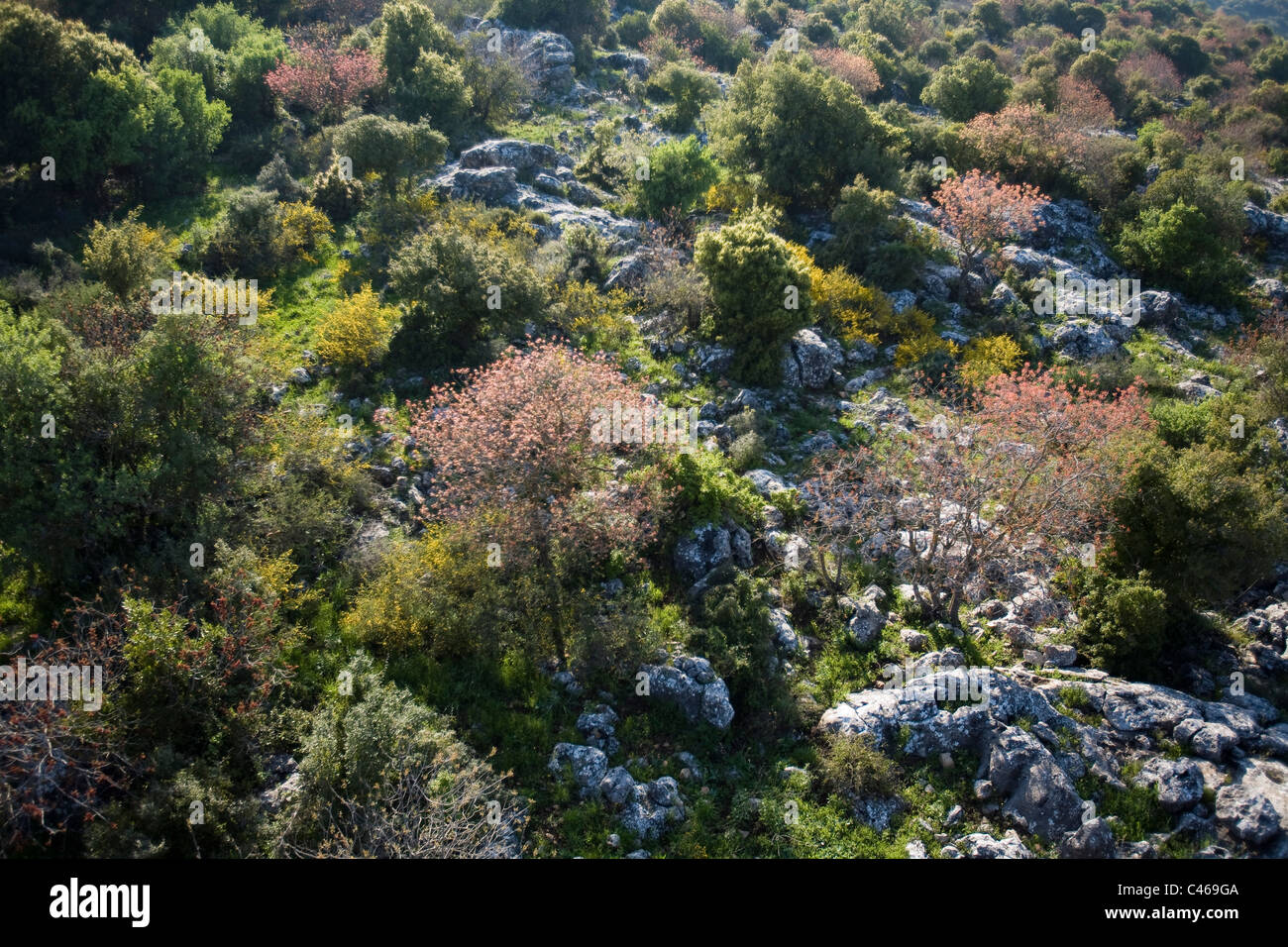 Aerial photograph of the landscape of the Upper Galilee Stock Photo - Alamy