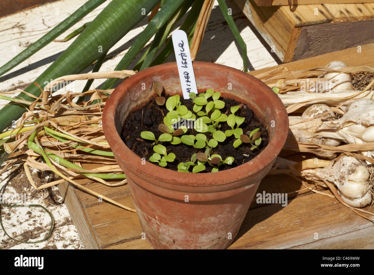 Lolla rosa hi-res stock photography and images - Alamy