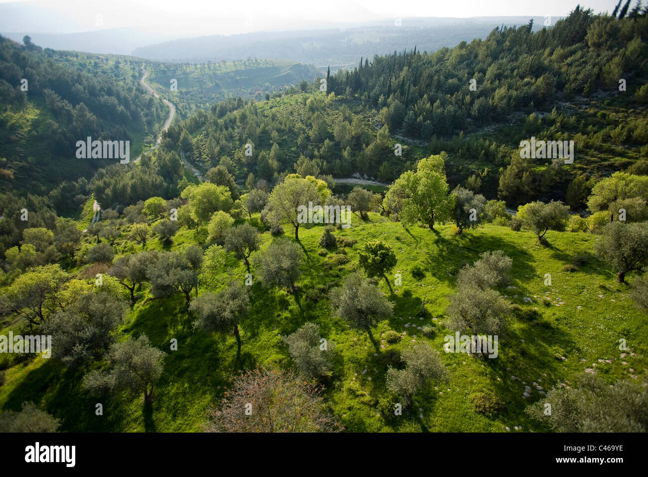 Aerial photograph of the Biriya forest in the Upper Galilee Stock Photo ...