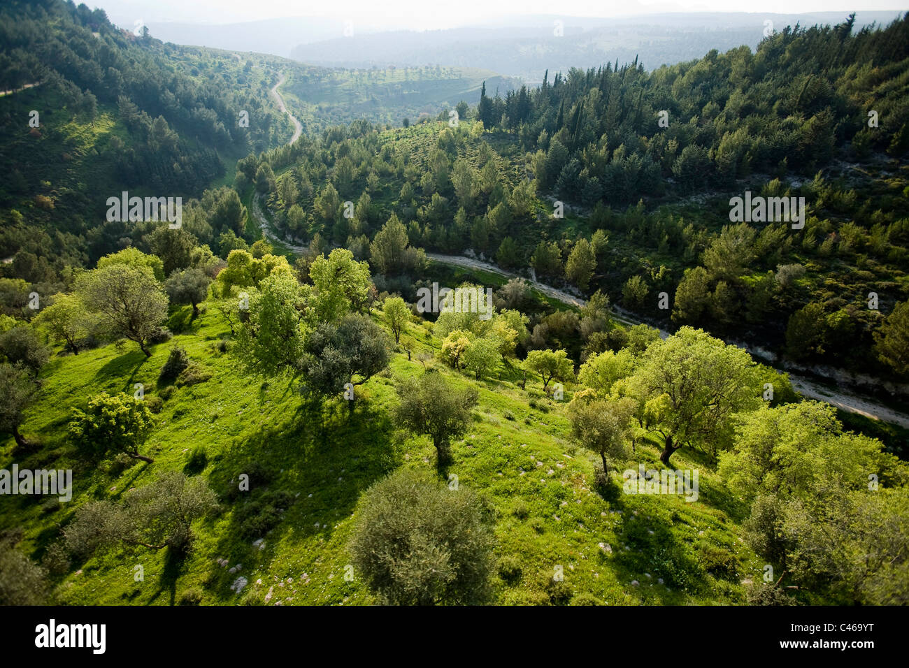Aerial photograph of the Biriya forest in the Upper Galilee Stock Photo ...