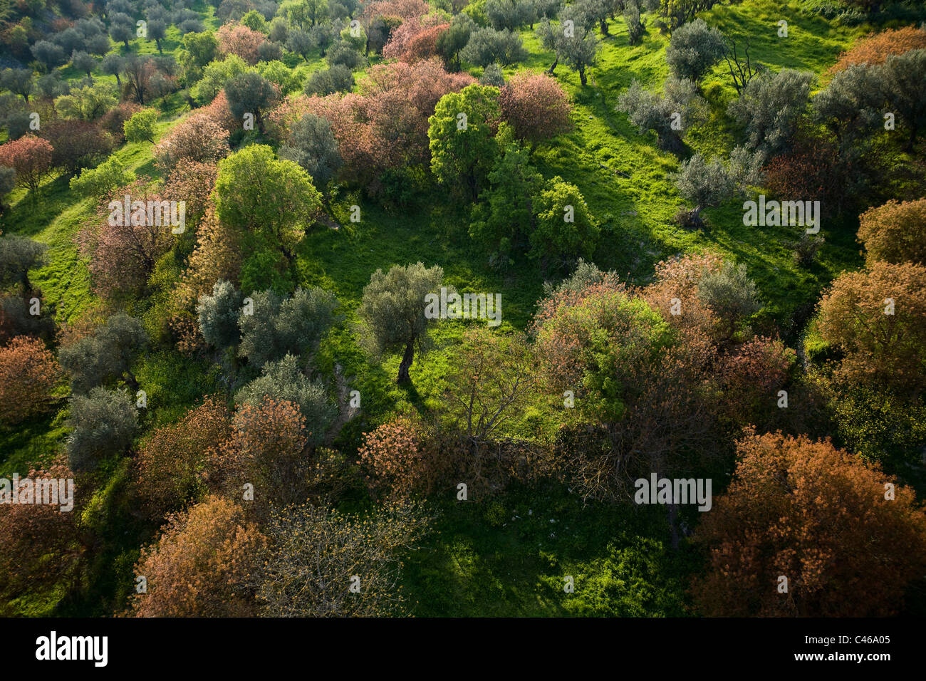 Aerial photograph of the Biriya forest in the Upper Galilee Stock Photo ...