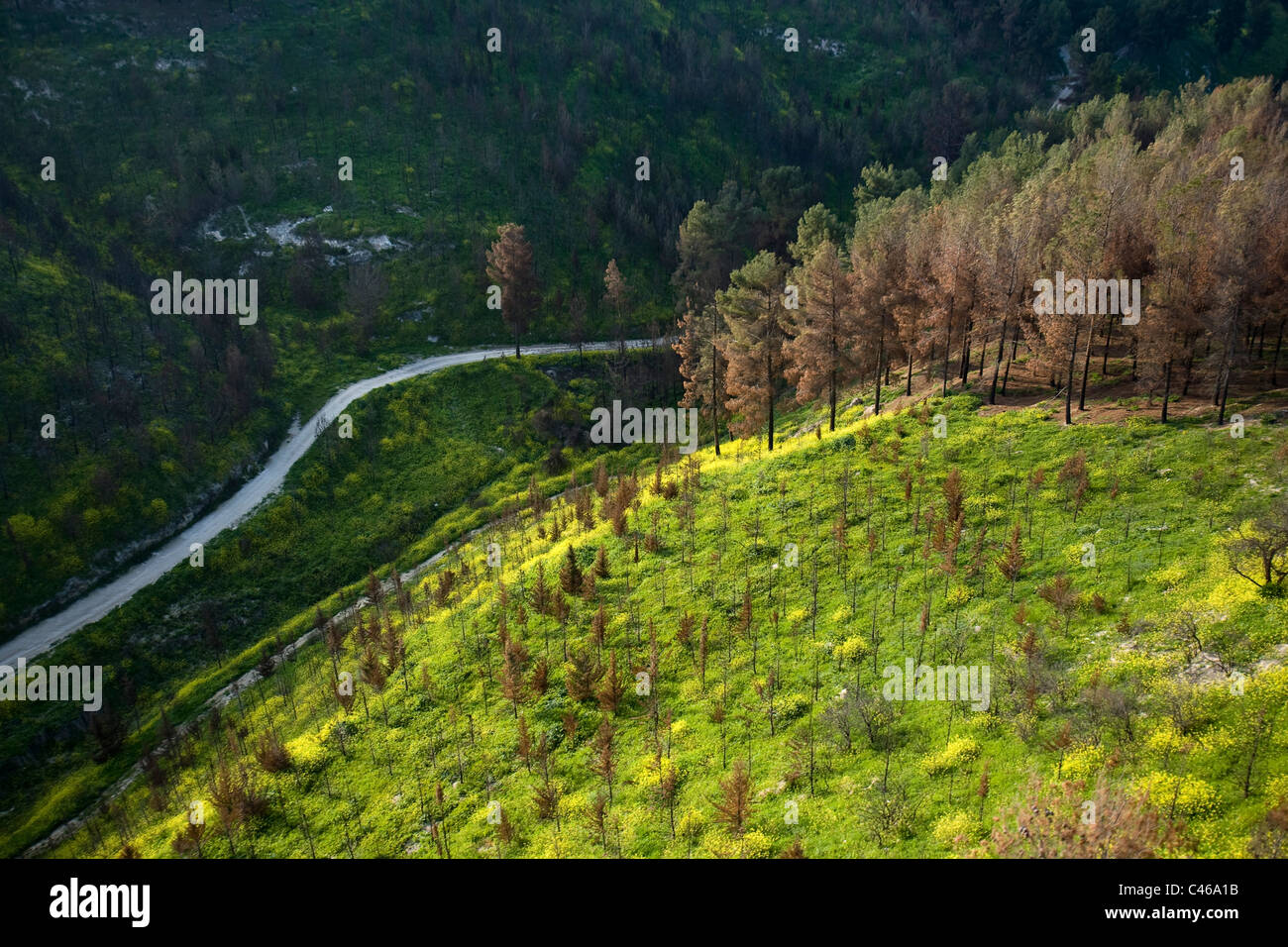 Aerial photograph of Biriya forest in the Upper Galilee Stock Photo - Alamy