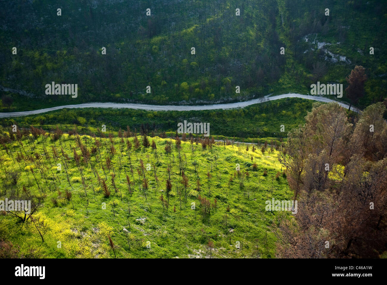 Aerial photograph of Biriya forest in the Upper Galilee Stock Photo - Alamy