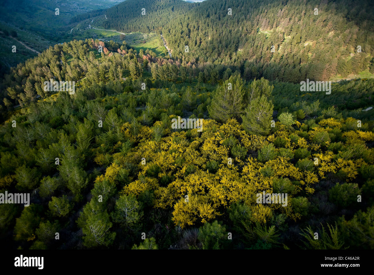 Aerial photograph of Biriya forest in the Upper Galilee Stock Photo - Alamy
