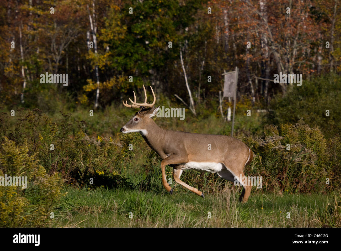 White-tailed buck running away Stock Photo - Alamy