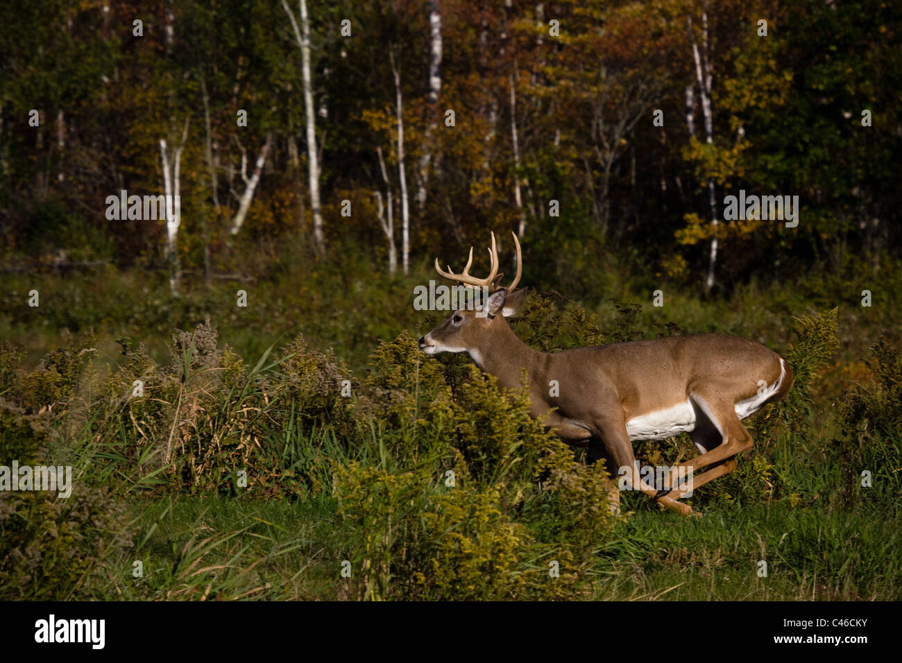 White-tailed buck running away Stock Photo - Alamy