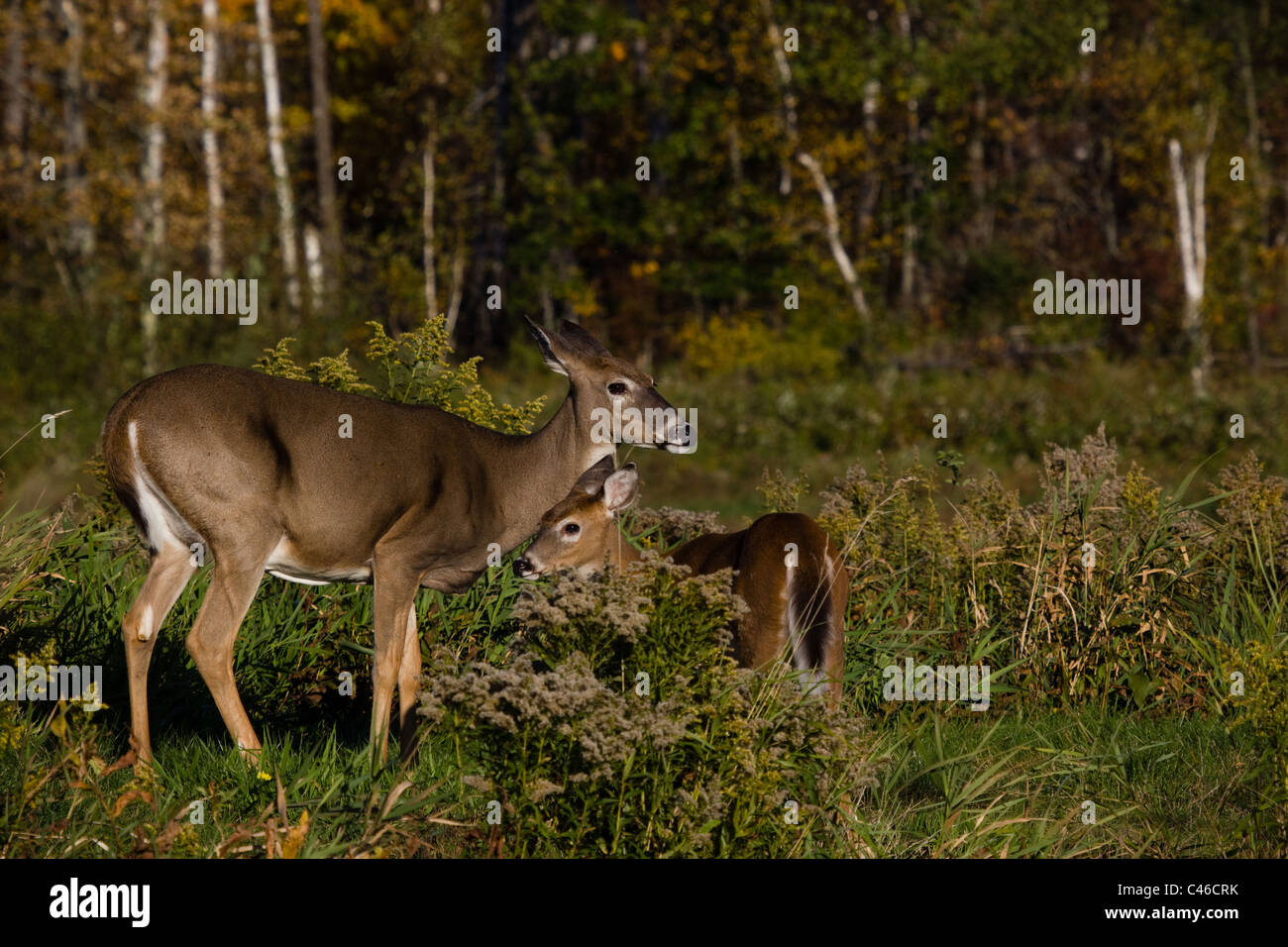 Whitetail Deer Whitetail Deer Yearling Whitetail Doe Doe High ...
