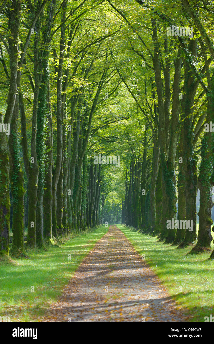 Tree trees park bavaria hi-res stock photography and images - Alamy
