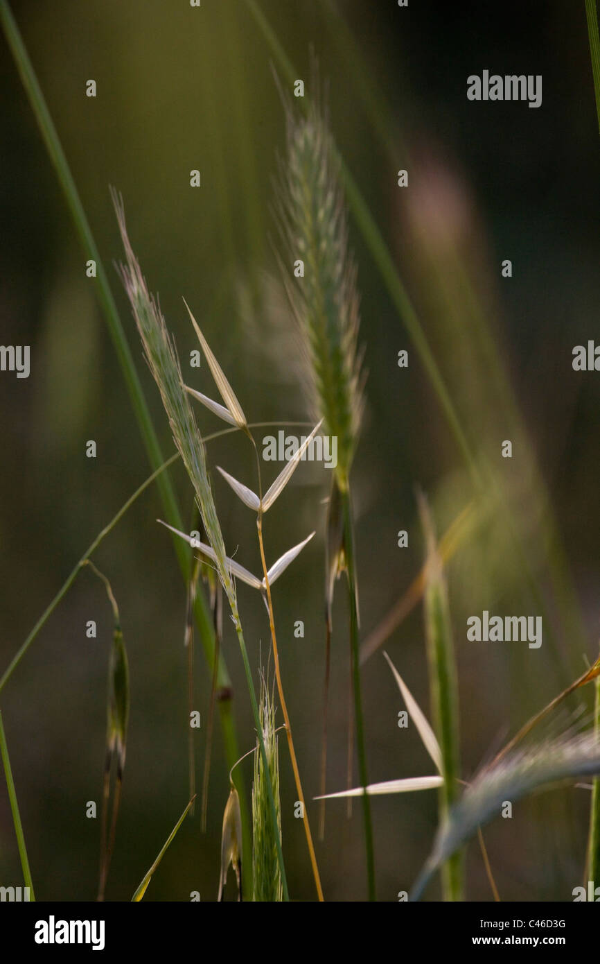 Photograph of the spring's blossom in the northern Negev Desert Stock ...