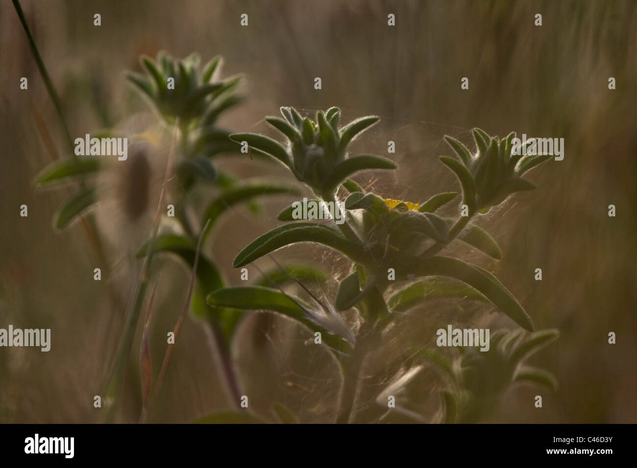 Photograph of the spring's blossom in the northern Negev Desert Stock ...