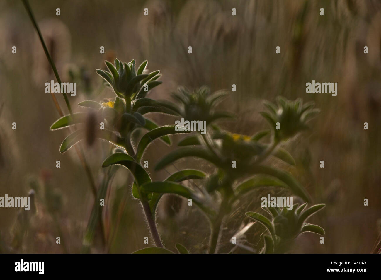 Photograph of the spring's blossom in the northern Negev Desert Stock ...